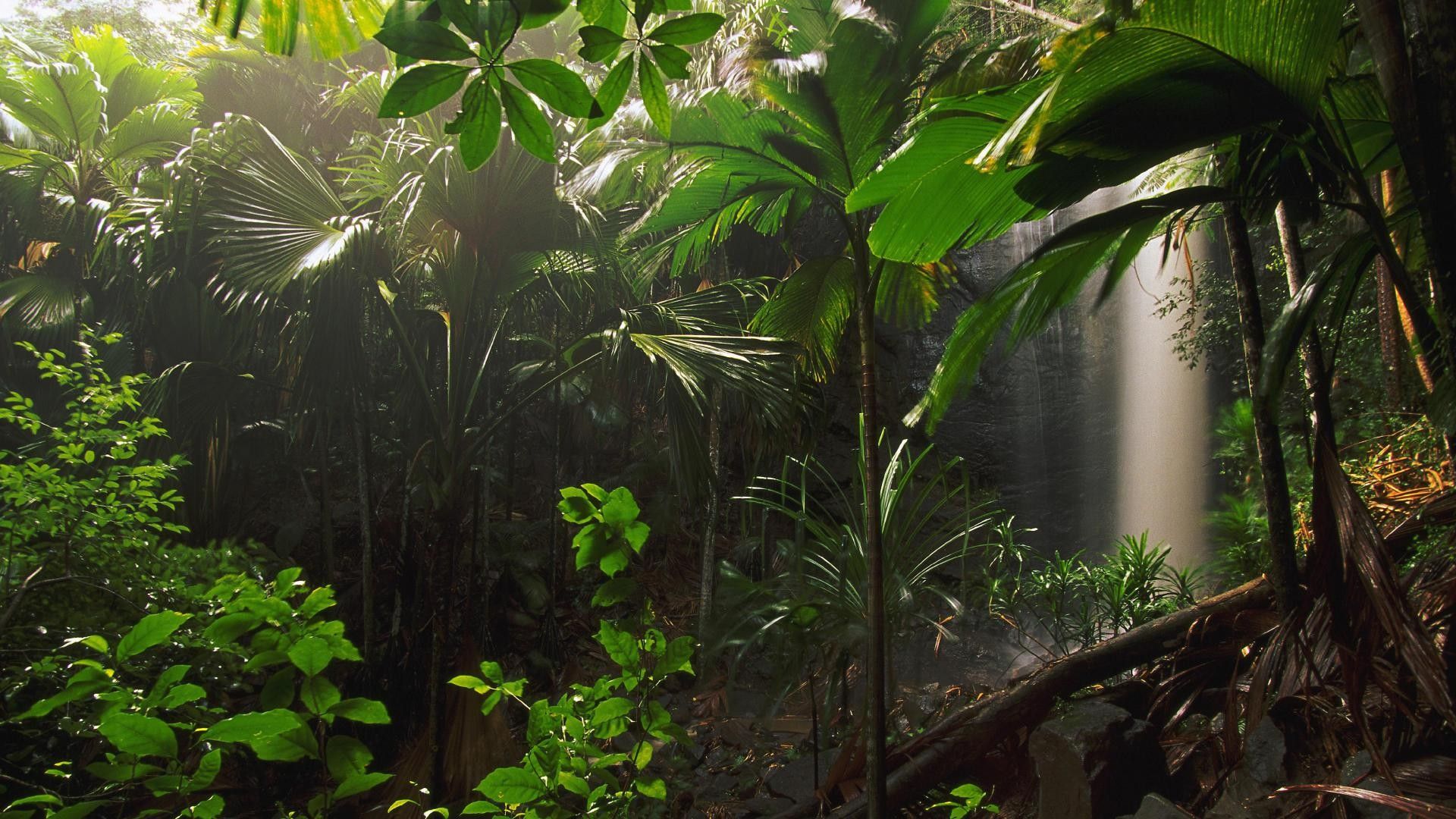 Fondos de pantalla de selvas - FondosMil