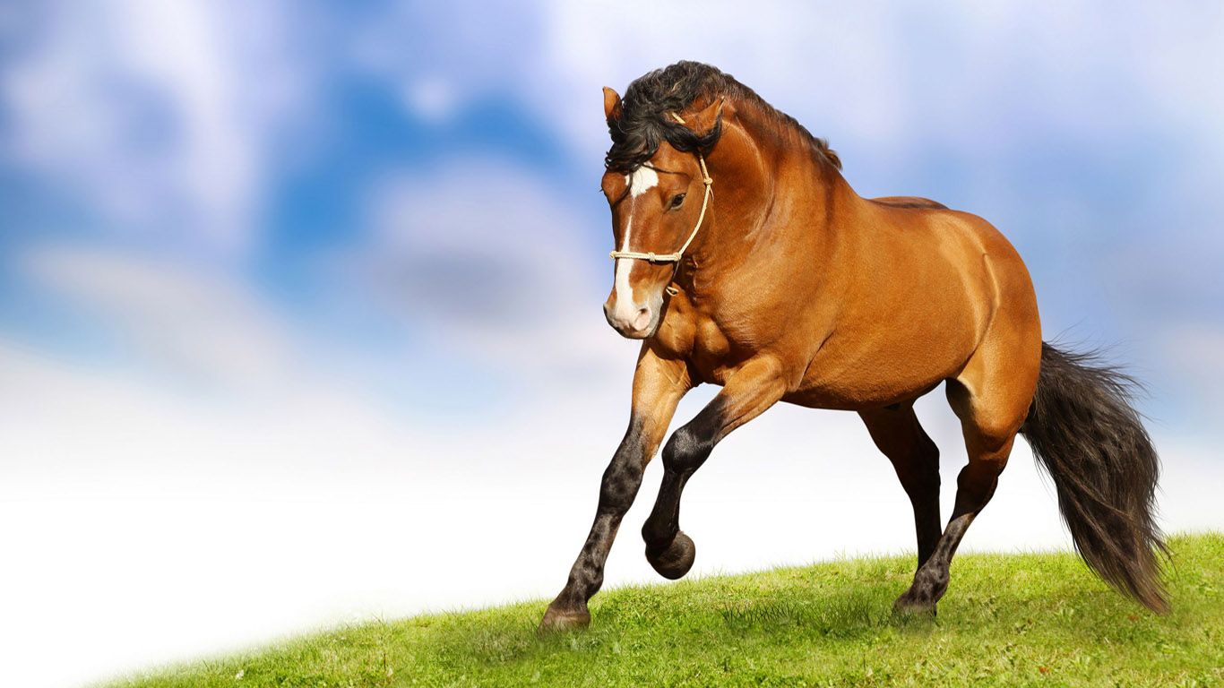 Fondos de pantalla de animales - FondosMil