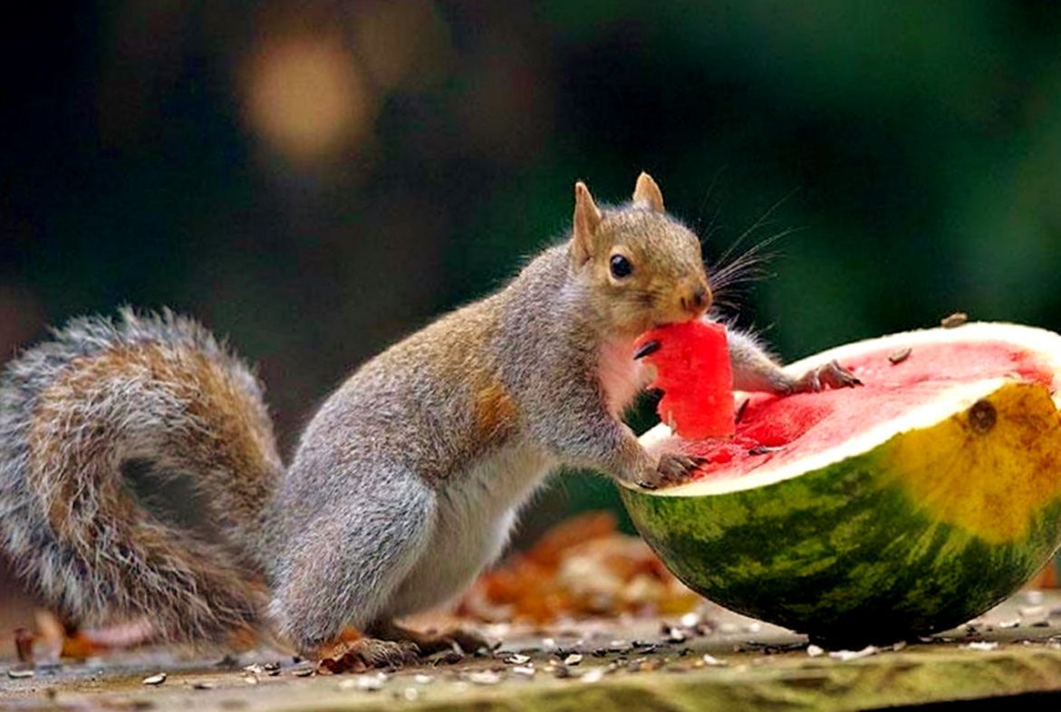 Fondos de pantalla de animales - FondosMil